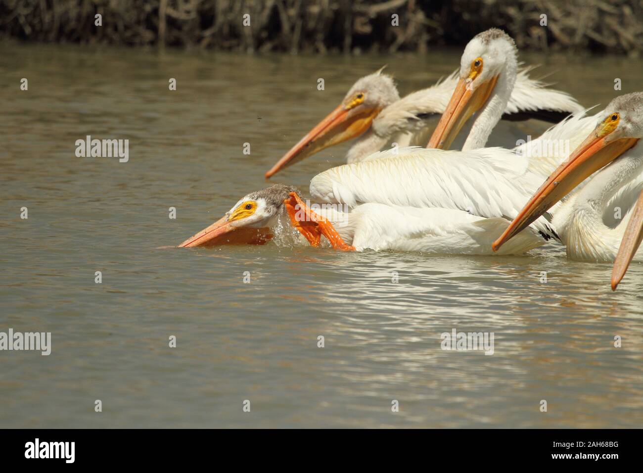 Pelicans drinking water hi-res stock photography and images - Alamy