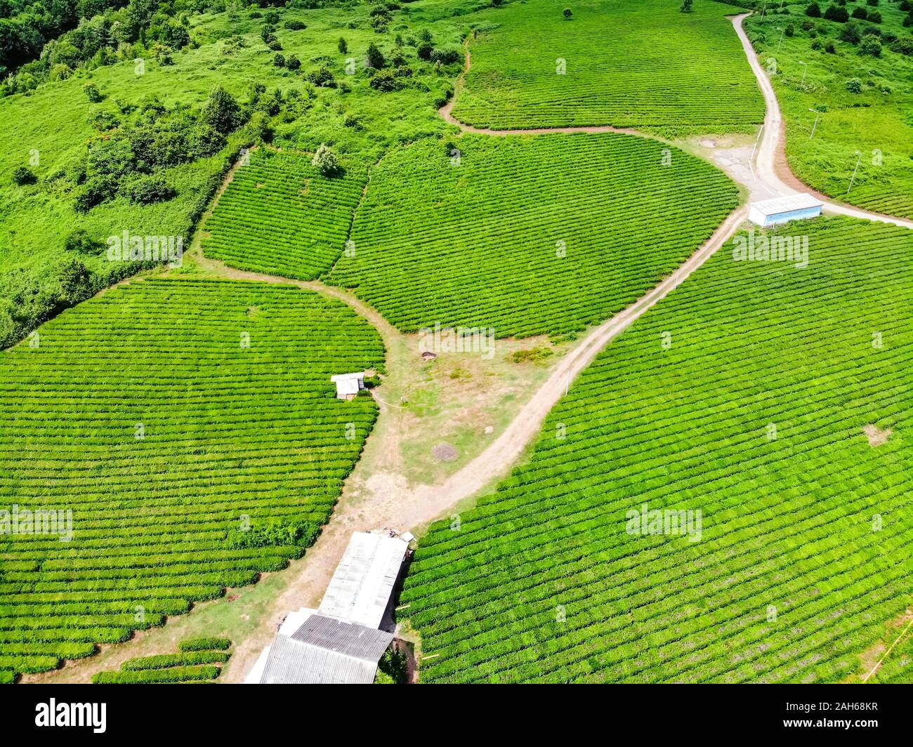 Top view of tea plantation in Krasnodar. The most northern tea growing ...