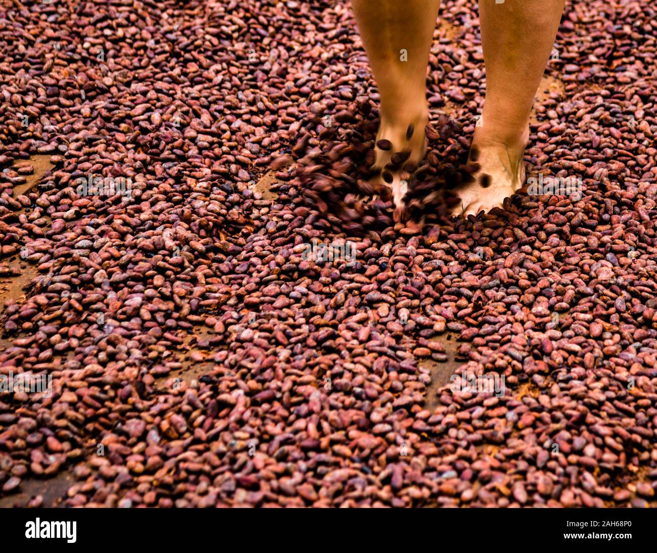 Cocoa Bean Drying Rack in Grenada Stock Photo - Alamy