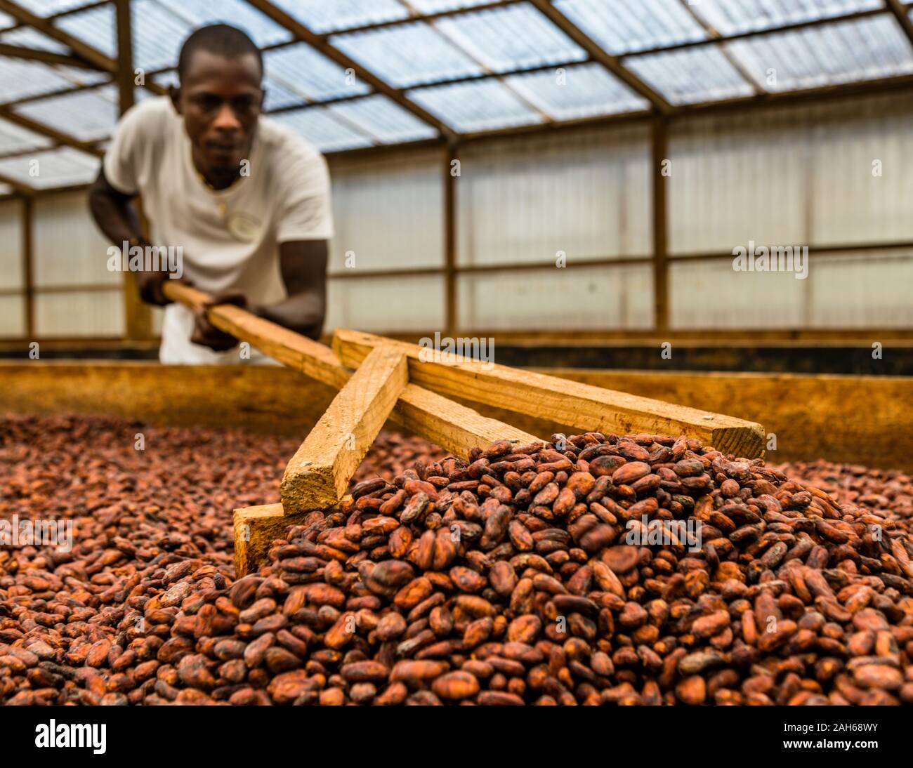 Cocoa Bean Drying Rack in Grenada Stock Photo - Alamy
