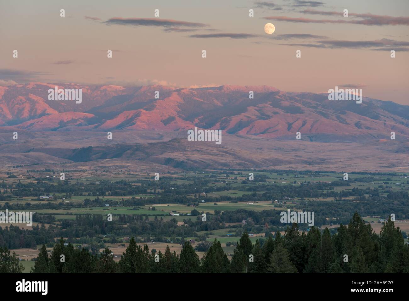 Moon pine hi-res stock photography and images - Alamy