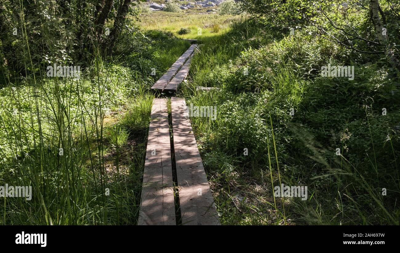 Closeup of a wooden pathway in the green grass. Wood path through green ...