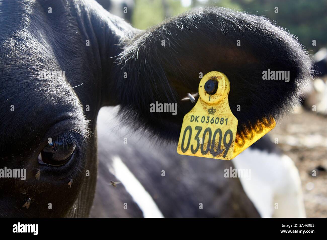 Cow's ear with yellow tag (Danish Jutland cattle Stock Photo - Alamy