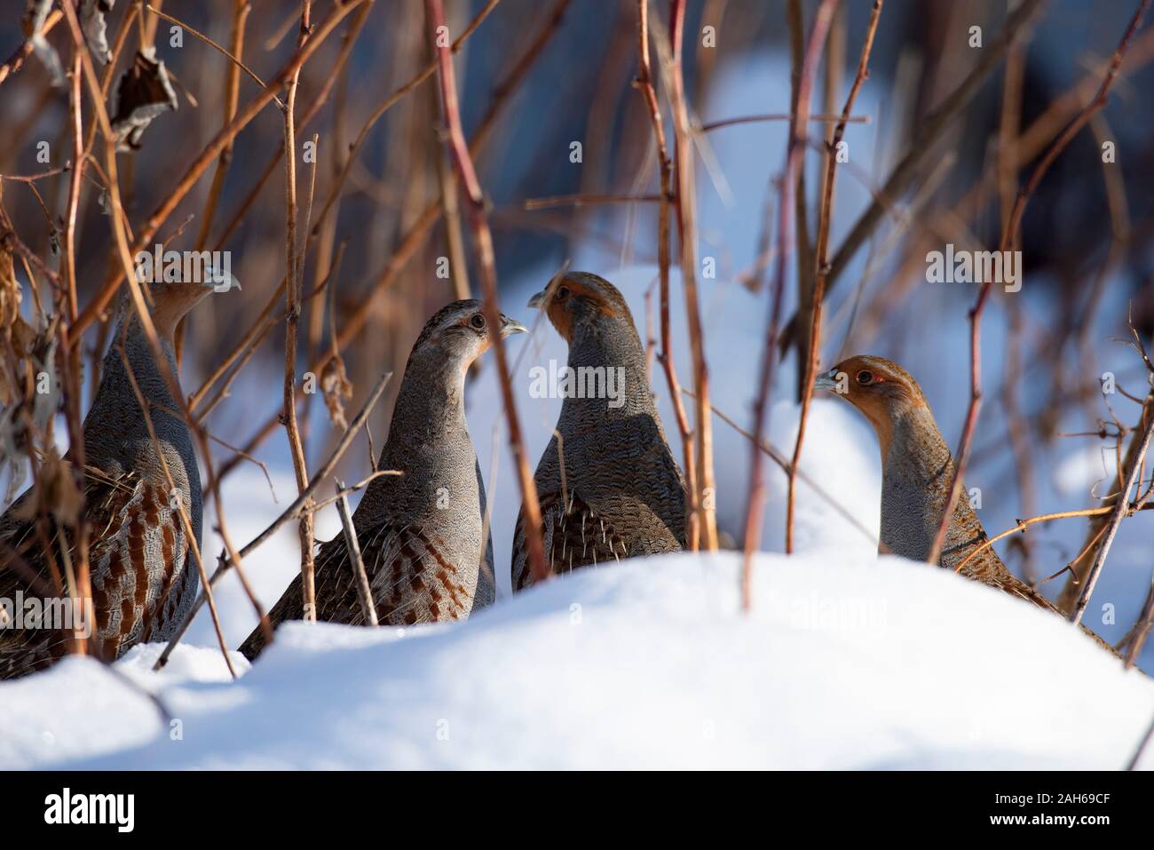 Hungarian Partridge in the Winter Stock Photo - Alamy