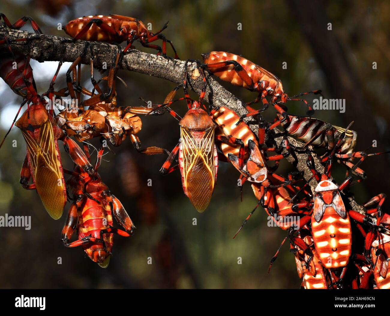 Giant Mesquite Bug (Thasus neocalifornicus) in varios stages of ...