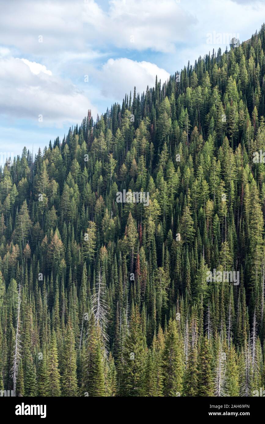 Forested slope in Oregon's Eagle Cap Wilderness Stock Photo - Alamy