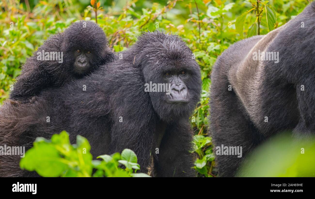 Mother Ape and Baby Follow Big Silverback Stock Photo - Alamy Mother Ape and Baby Follow Big Silverback Stock Photo - Alamy