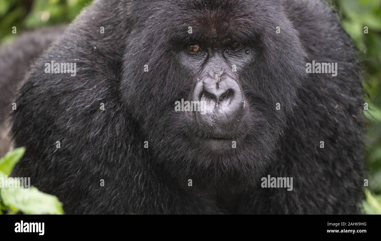 Big Silverback on Watch in Jungle Stock Photo - Alamy
