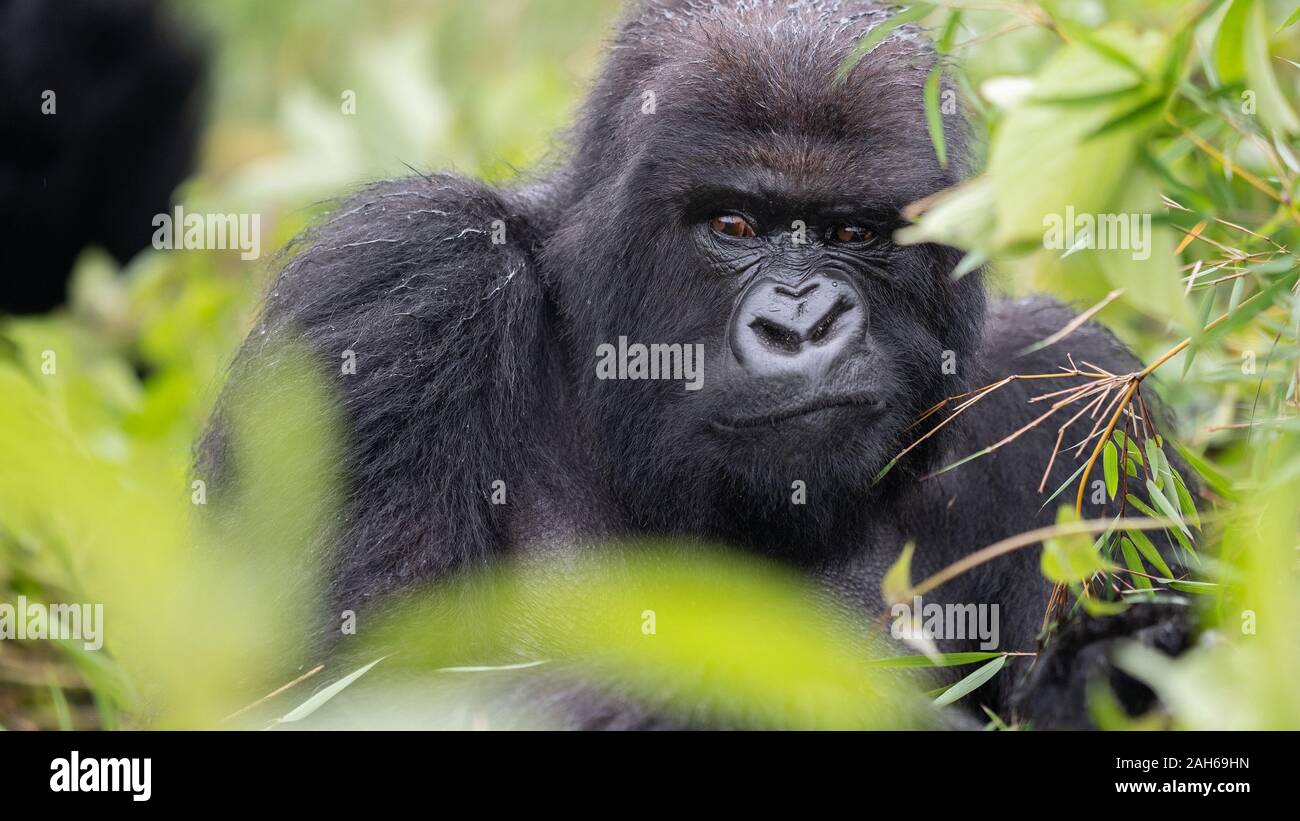 Female Ape Looking at You from Jungle Stock Photo - Alamy