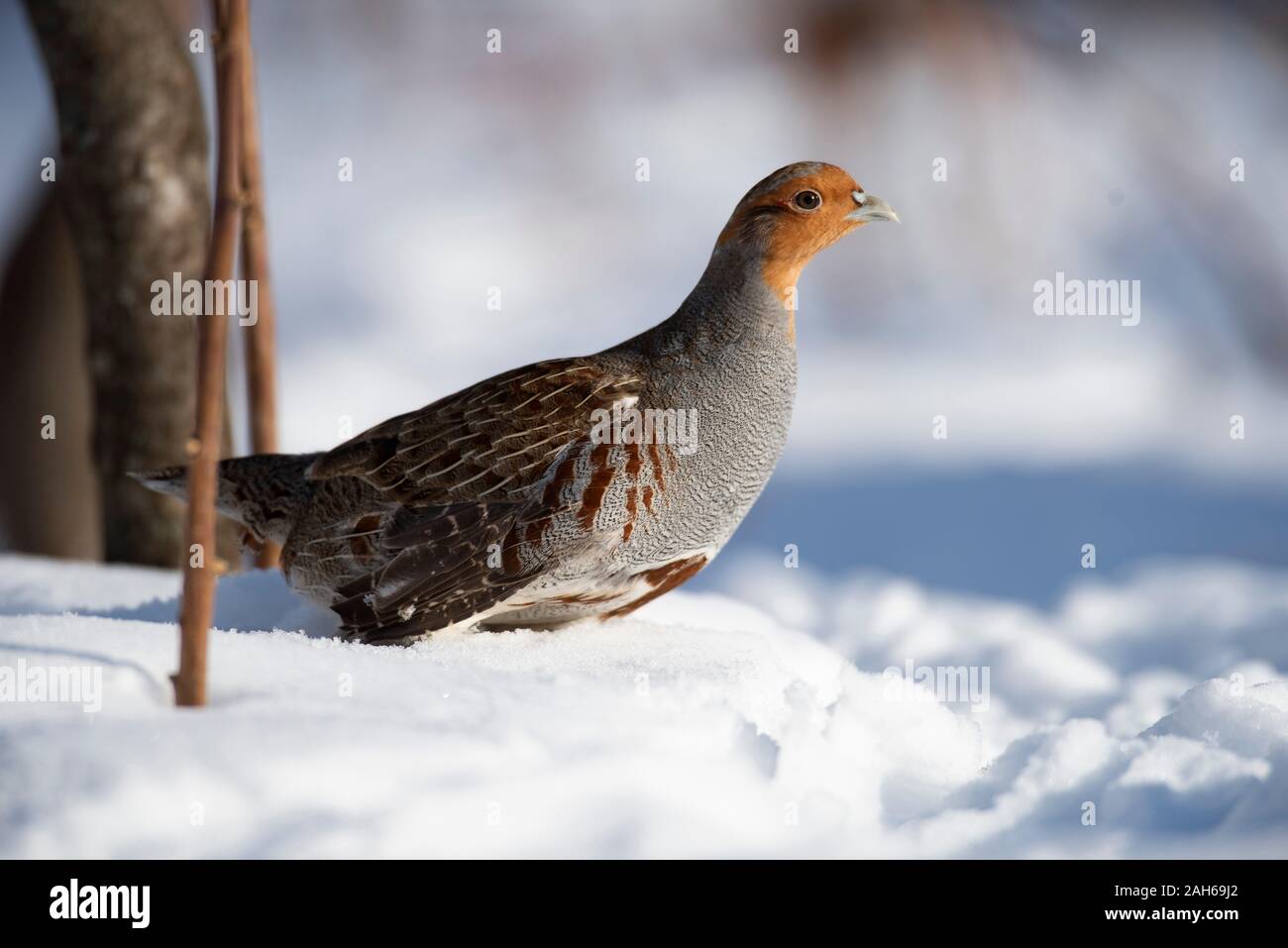 Hungarian Partridge High Resolution Stock Photography and Images - Alamy