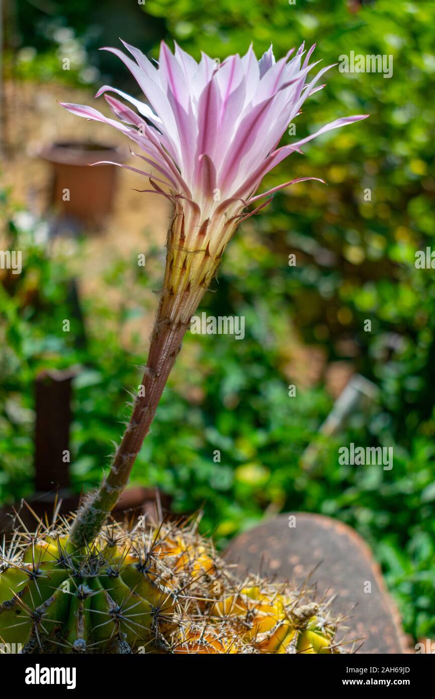 Easter Lily Cactus flower (Echinopsis oxygona Stock Photo - Alamy