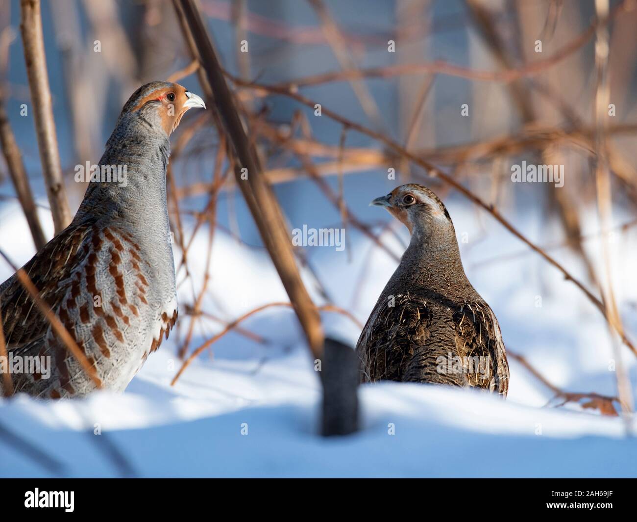 Hungarian Partridge in the Winter Stock Photo - Alamy