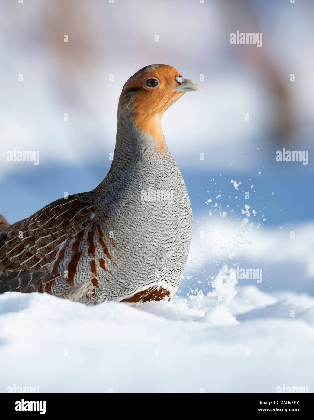 Hungarian Partridge High Resolution Stock Photography and Images - Alamy