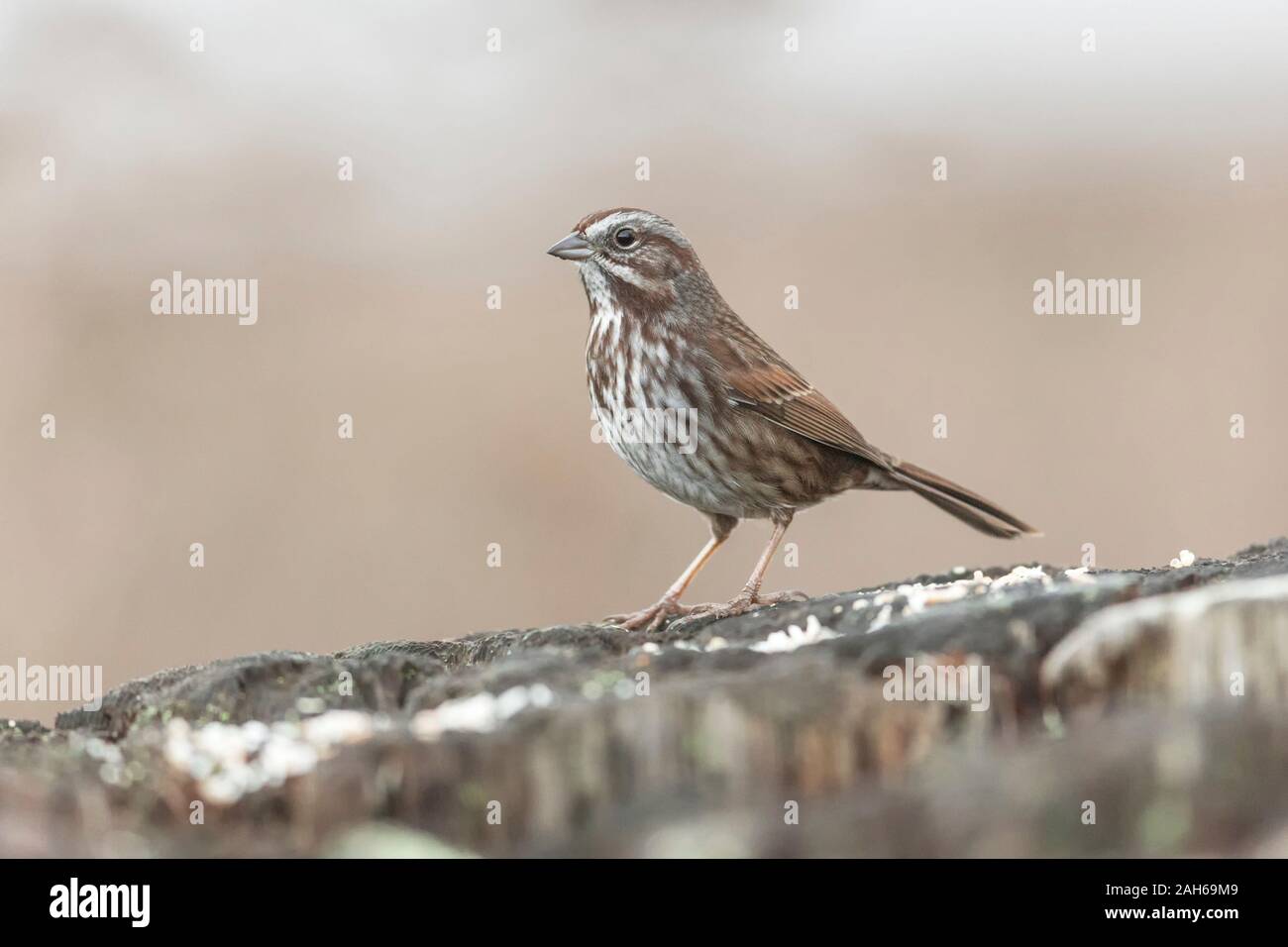 Song sparrow bird canada hi-res stock photography and images - Alamy