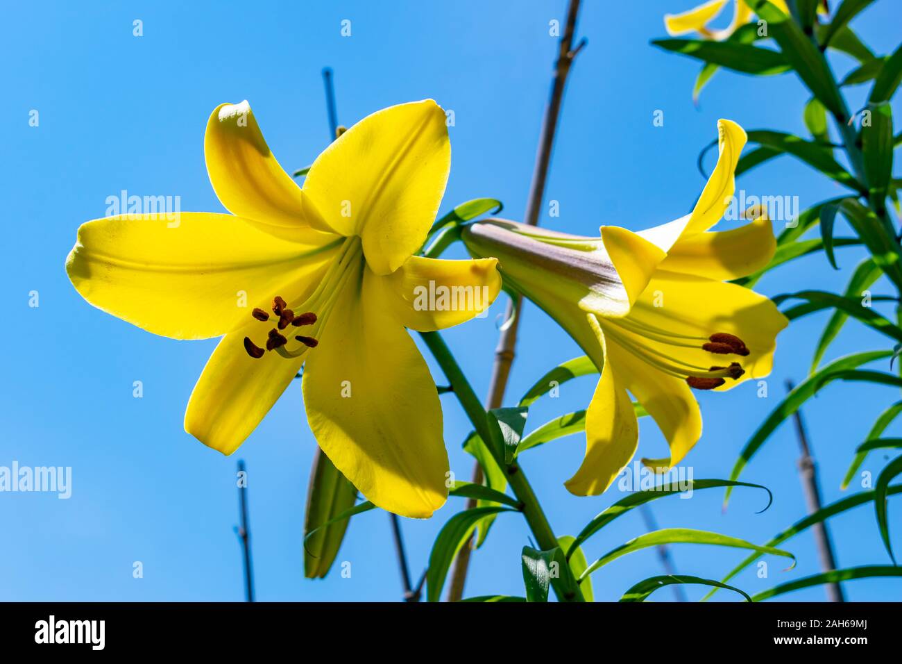Lilium Golden Splendor (Trumpet Lily Stock Photo - Alamy
