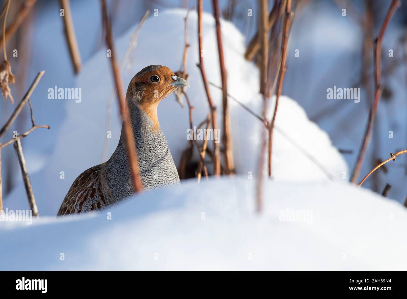 Hungarian Partridge in the Winter Stock Photo - Alamy