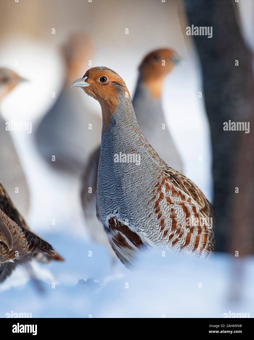 Hungarian Partridge in the Winter Stock Photo - Alamy
