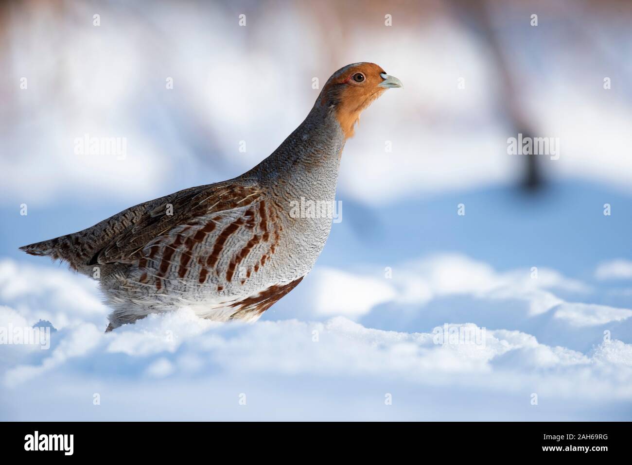 Hungarian Partridge in the Winter Stock Photo - Alamy