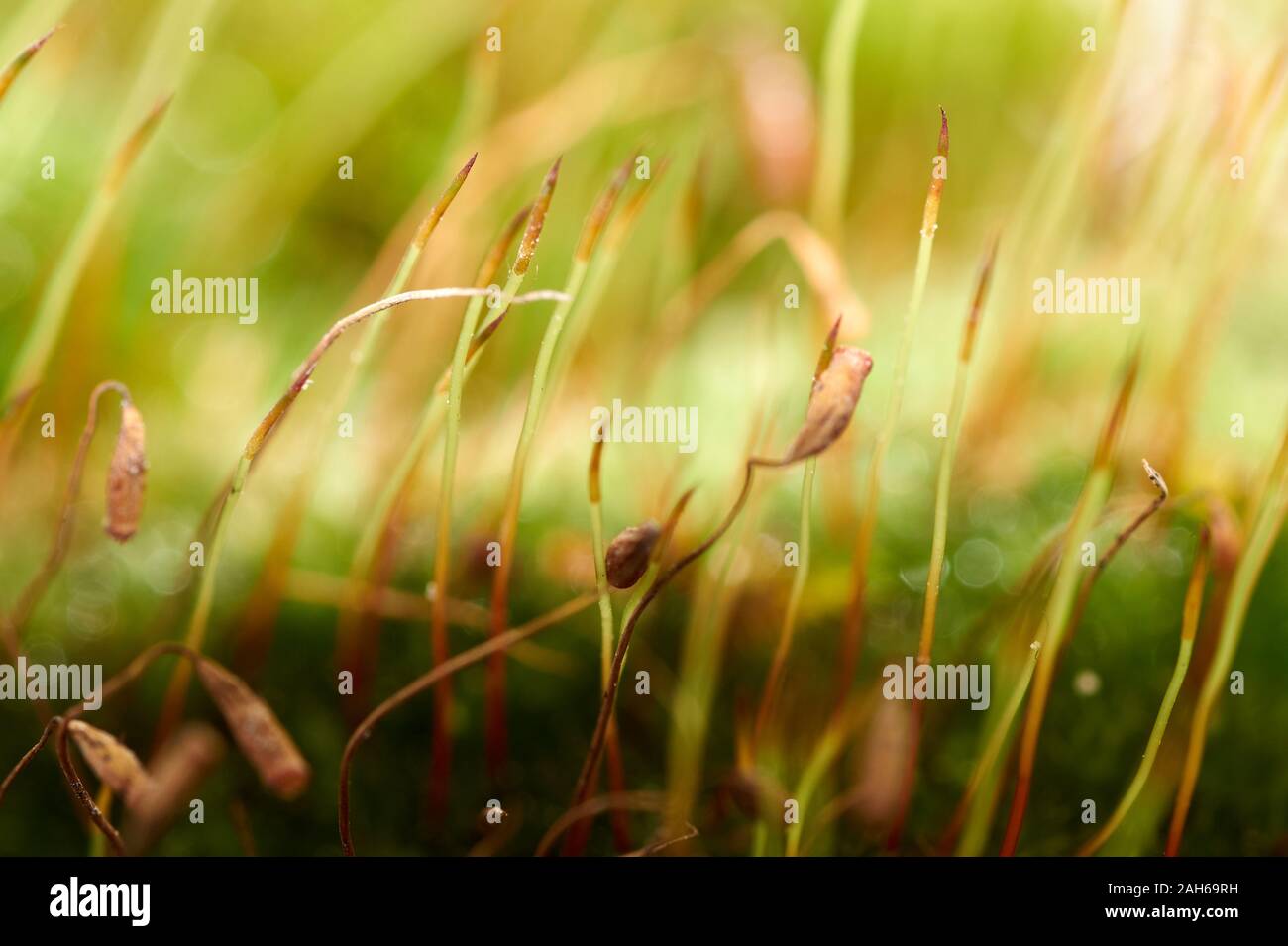 Bryophyta Water High Resolution Stock Photography and Images - Alamy