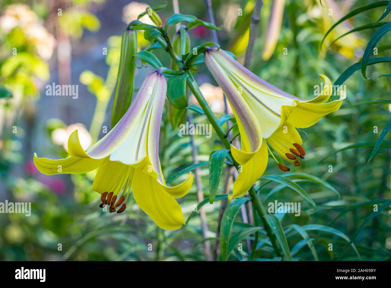 Lilium Golden Splendor (Trumpet Lily Stock Photo - Alamy