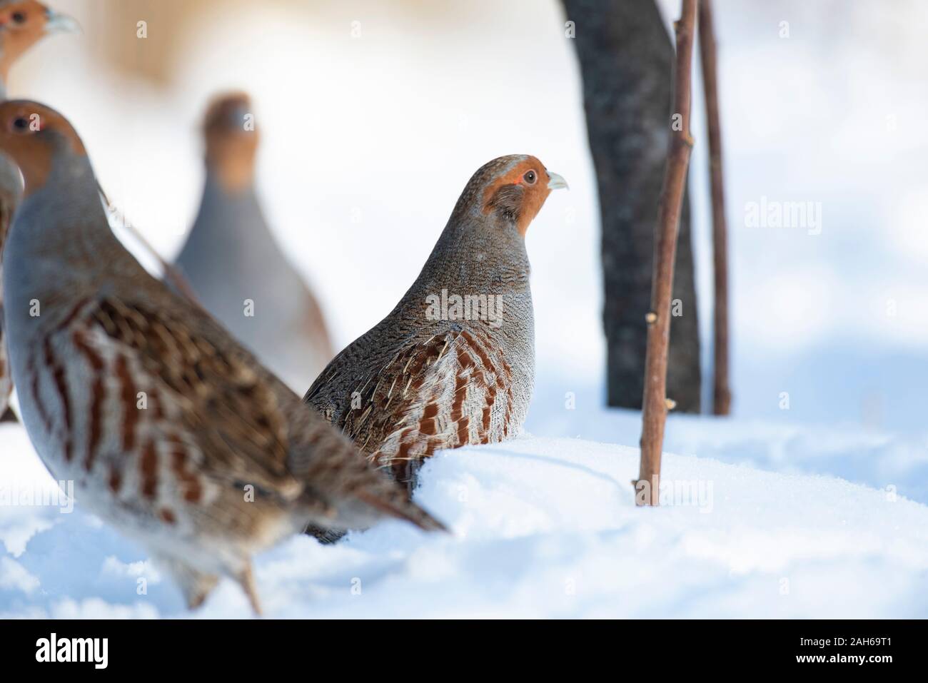 Hungarian Partridge in the Winter Stock Photo - Alamy