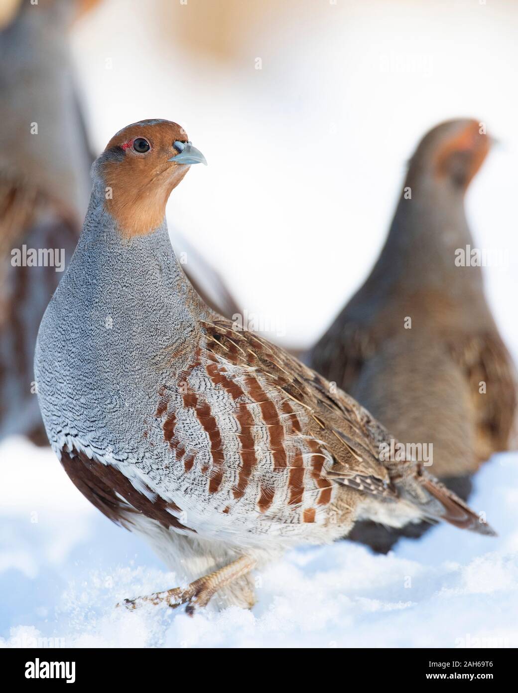Hungarian Partridge in the Winter Stock Photo - Alamy