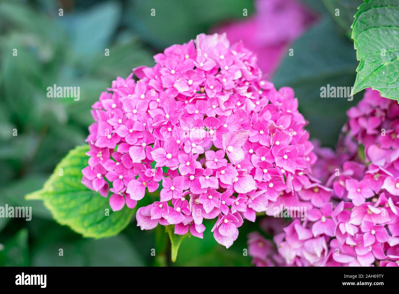 Smooth Hydrangea (Hydrangea arborescens) pink flower Stock Photo - Alamy