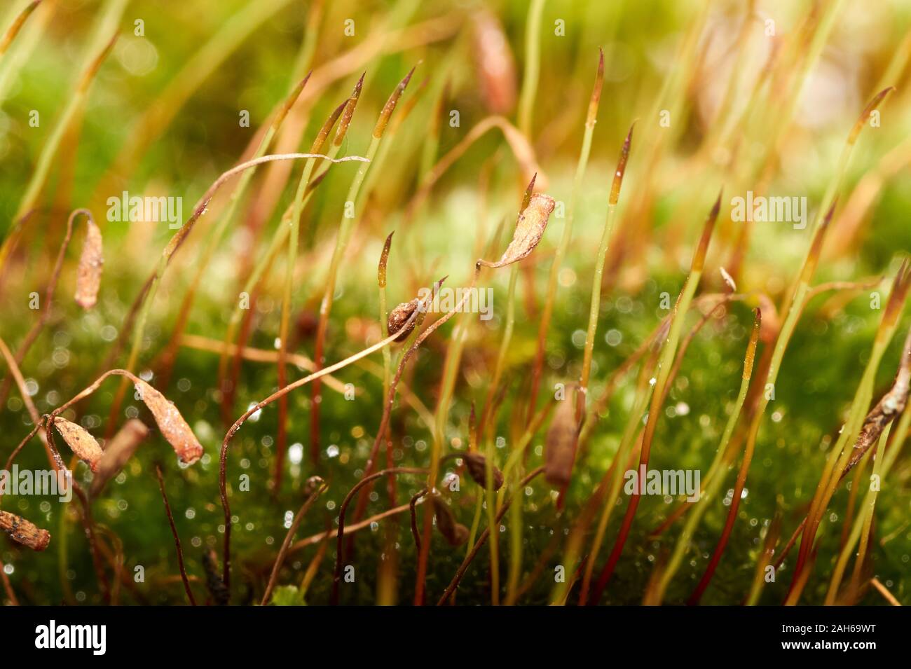 Bryophyta Water High Resolution Stock Photography and Images - Alamy