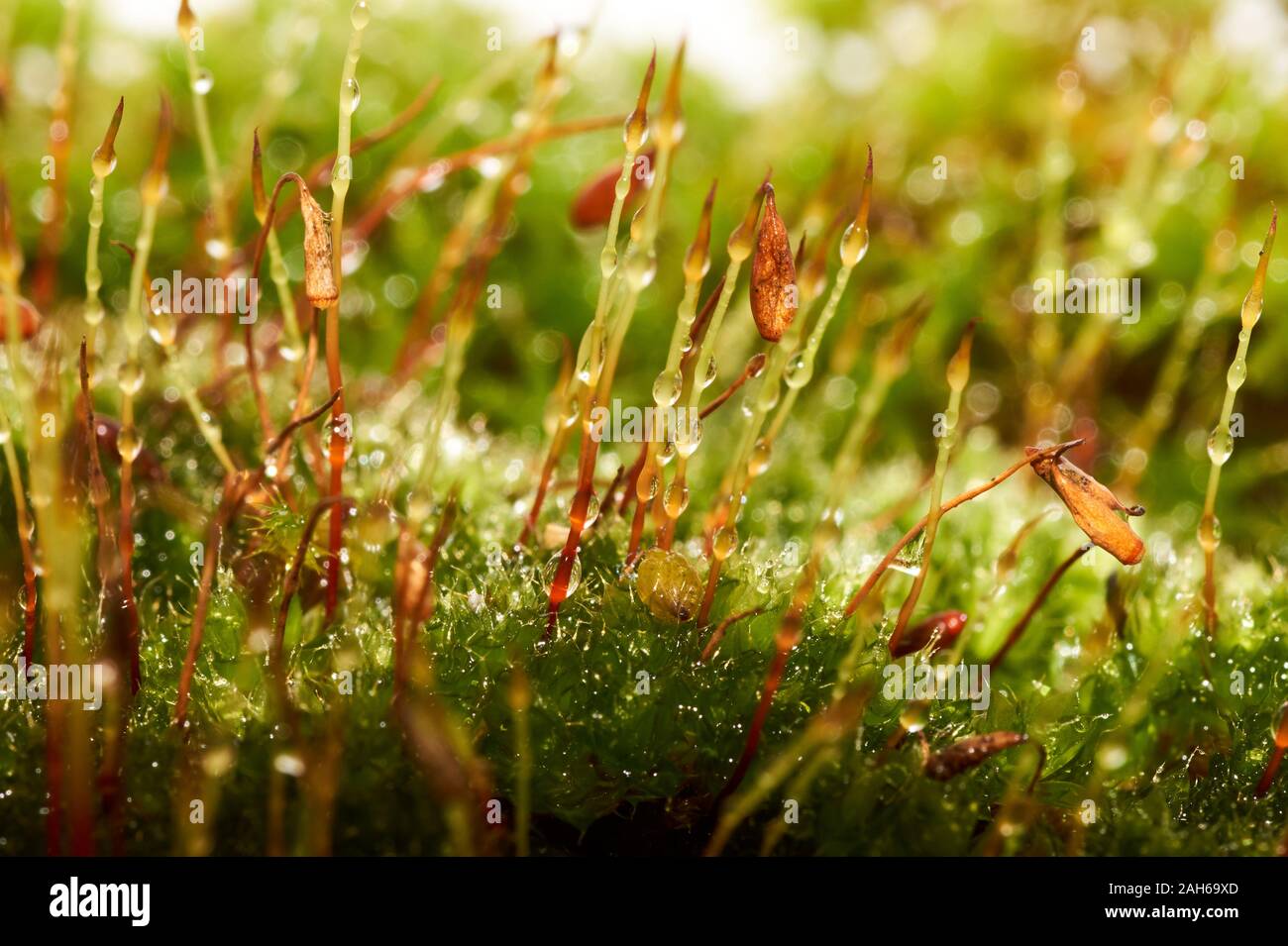 Bryophyta Water High Resolution Stock Photography and Images - Alamy