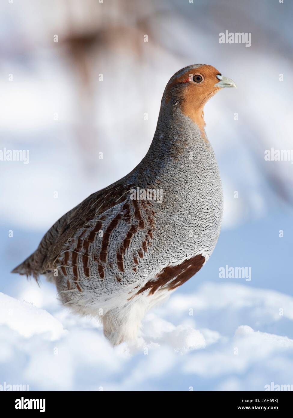 Hungarian Partridge in the Winter Stock Photo - Alamy