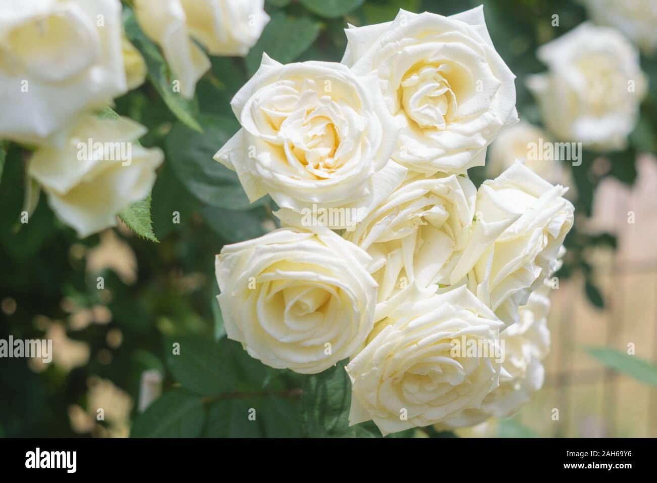 Elina rose hi-res stock photography and images - Alamy
