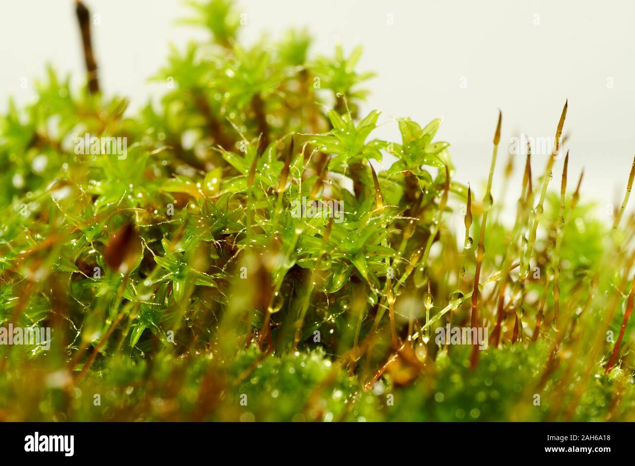 Bryophyta, Macro shot of moss with drops of water Stock Photo - Alamy