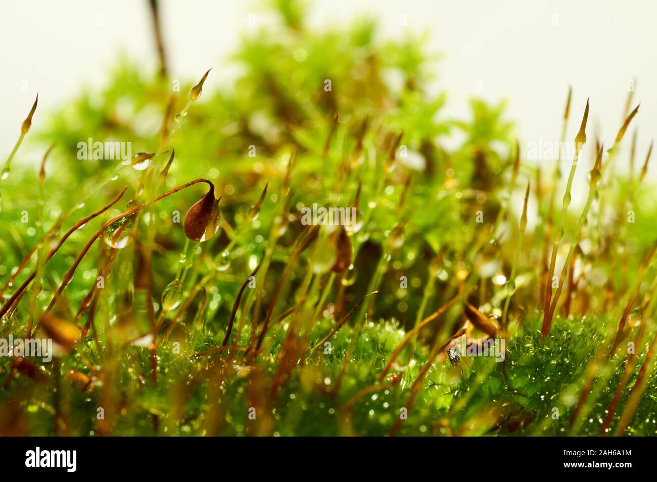 Bryophyta Water High Resolution Stock Photography and Images - Alamy