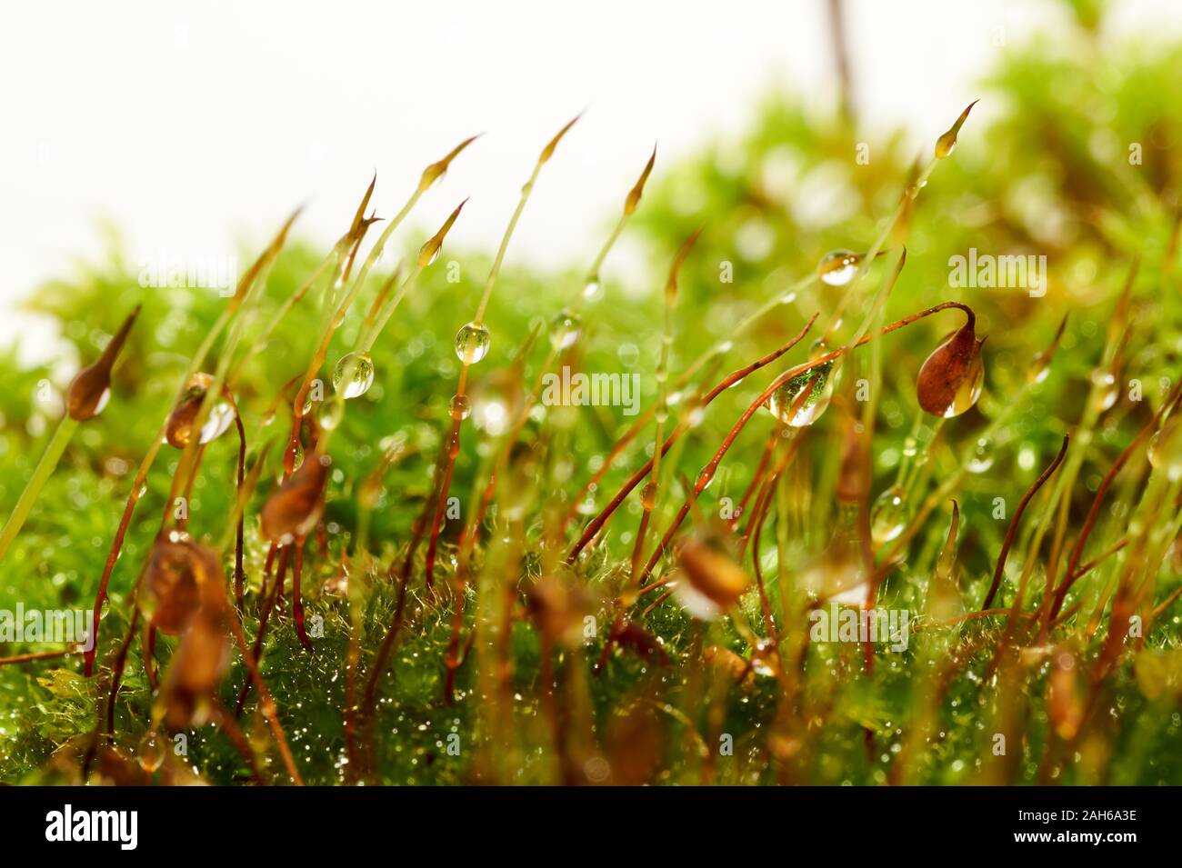Bryophyta Water High Resolution Stock Photography and Images - Alamy