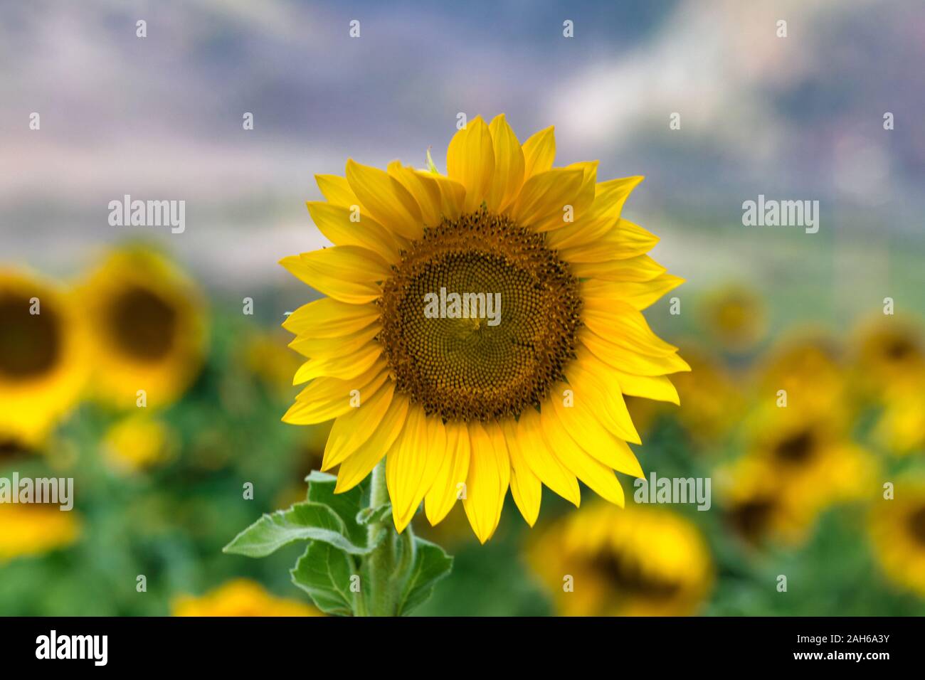 Bloom sunflower hi-res stock photography and images - Alamy