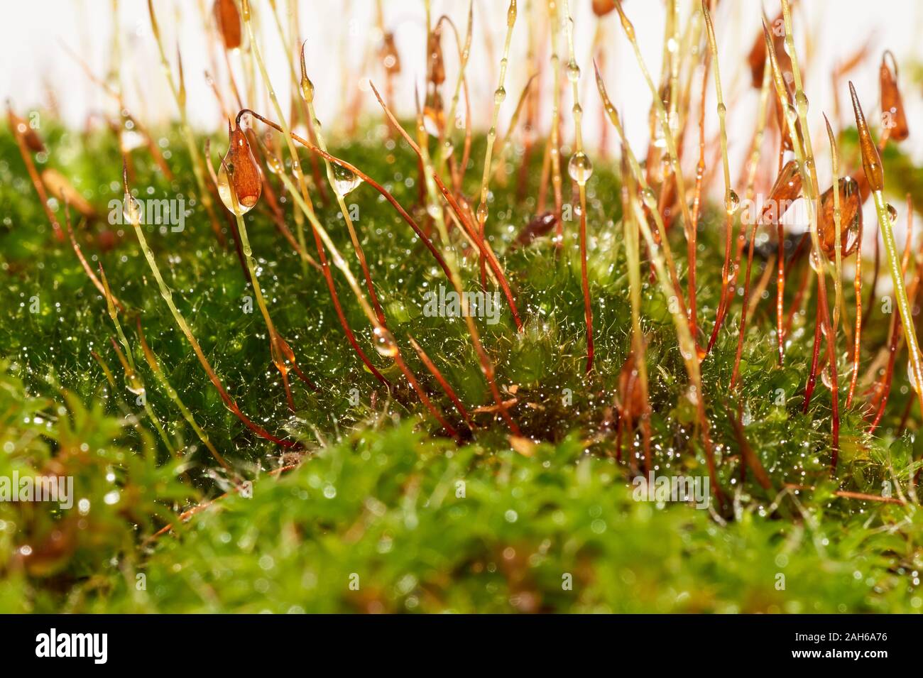 Bryophyta Water High Resolution Stock Photography and Images - Alamy