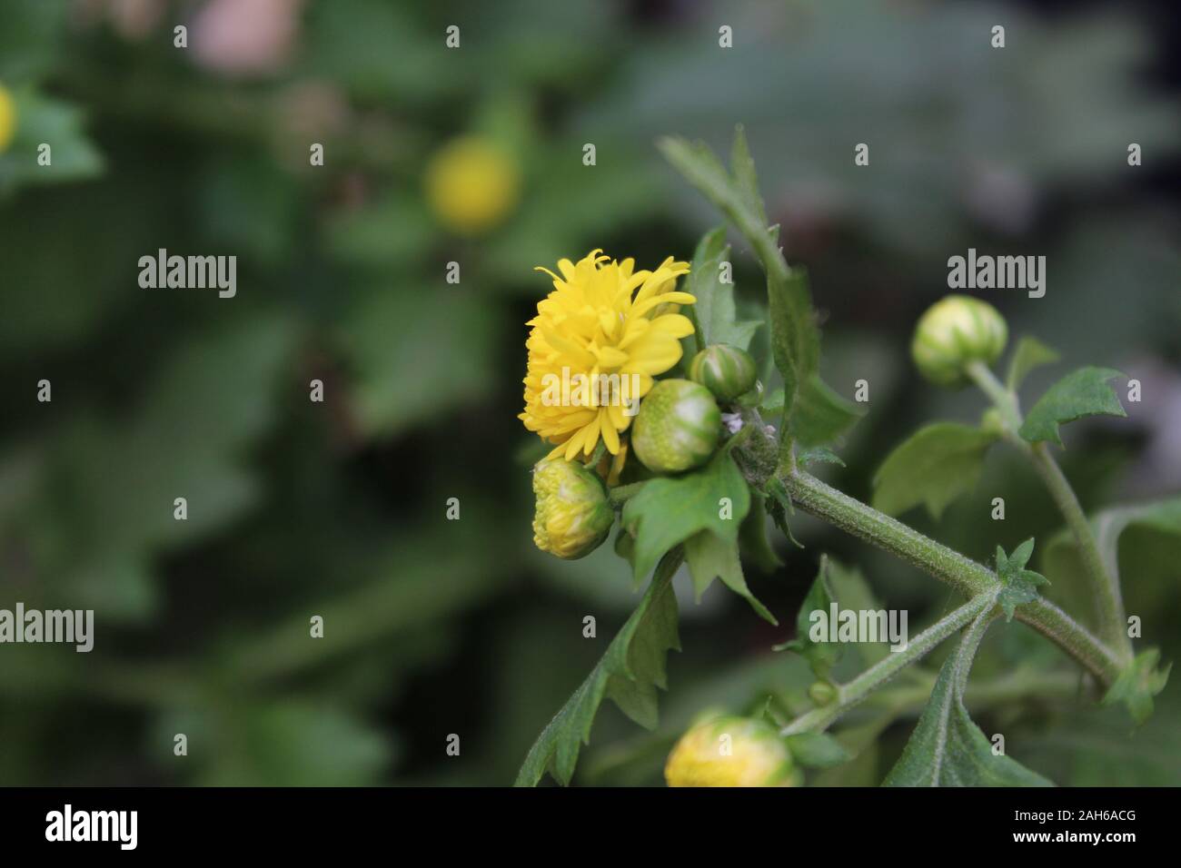 Button like flowers hi-res stock photography and images - Alamy