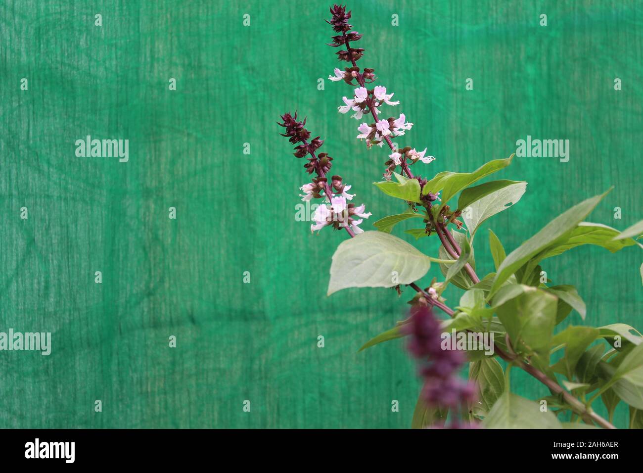 Sweet basil tulsi hi-res stock photography and images - Alamy
