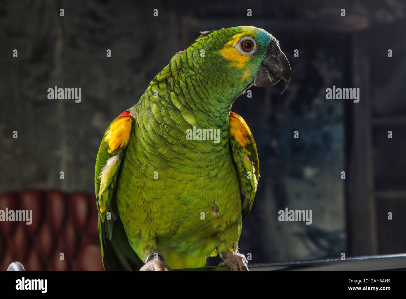 parrot playing and posing in photo studio Stock Photo - Alamy