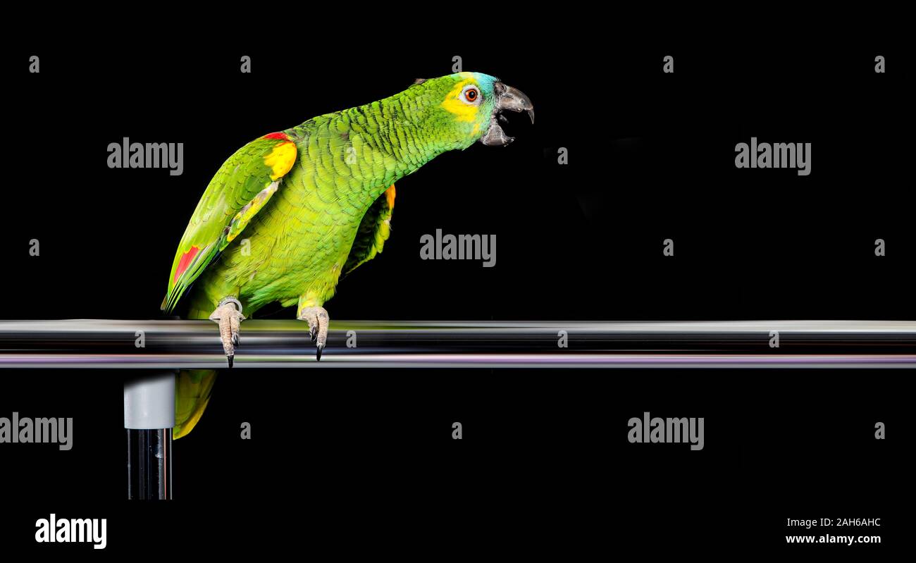 Funny bird posing for the shot hi-res stock photography and images - Alamy