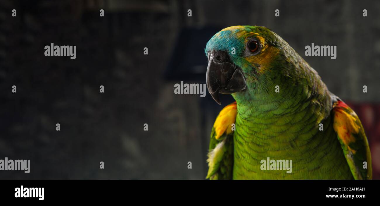 parrot playing and posing in photo studio Stock Photo - Alamy