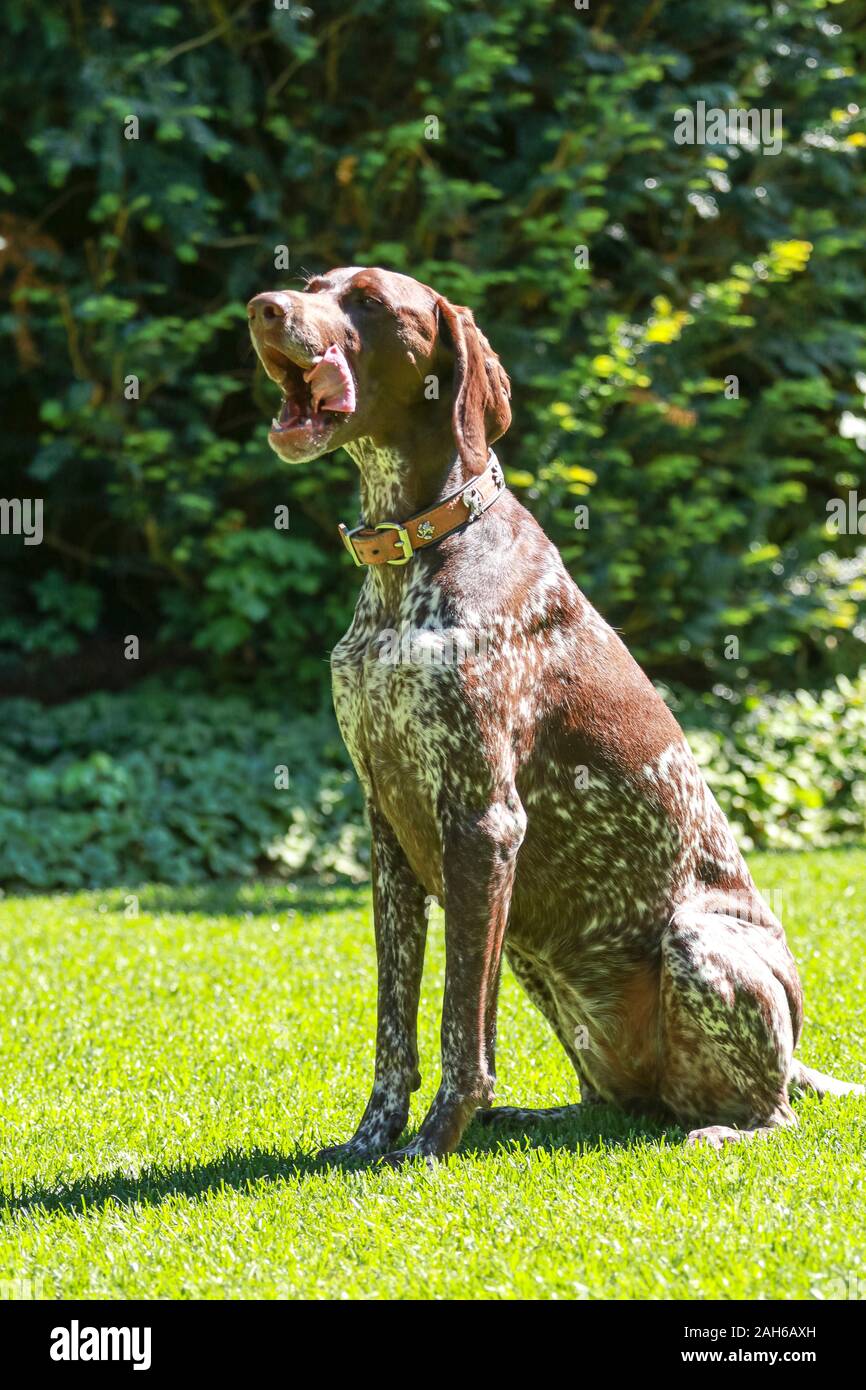 domestic dog sitting out in the garden Stock Photo - Alamy