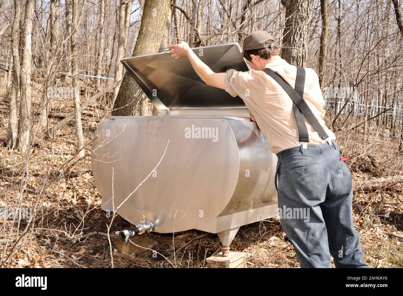 Making maple syrup by tapping maple trees, collecting sap in large tank, with gravity-fed hose ...
