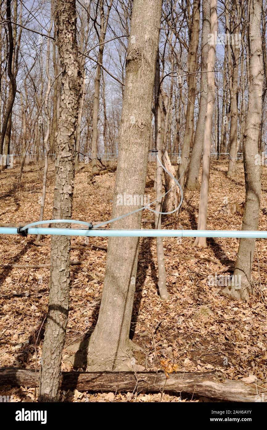 Making maple syrup by tapping maple trees, collecting sap in large tank, with gravity-fed hose ...
