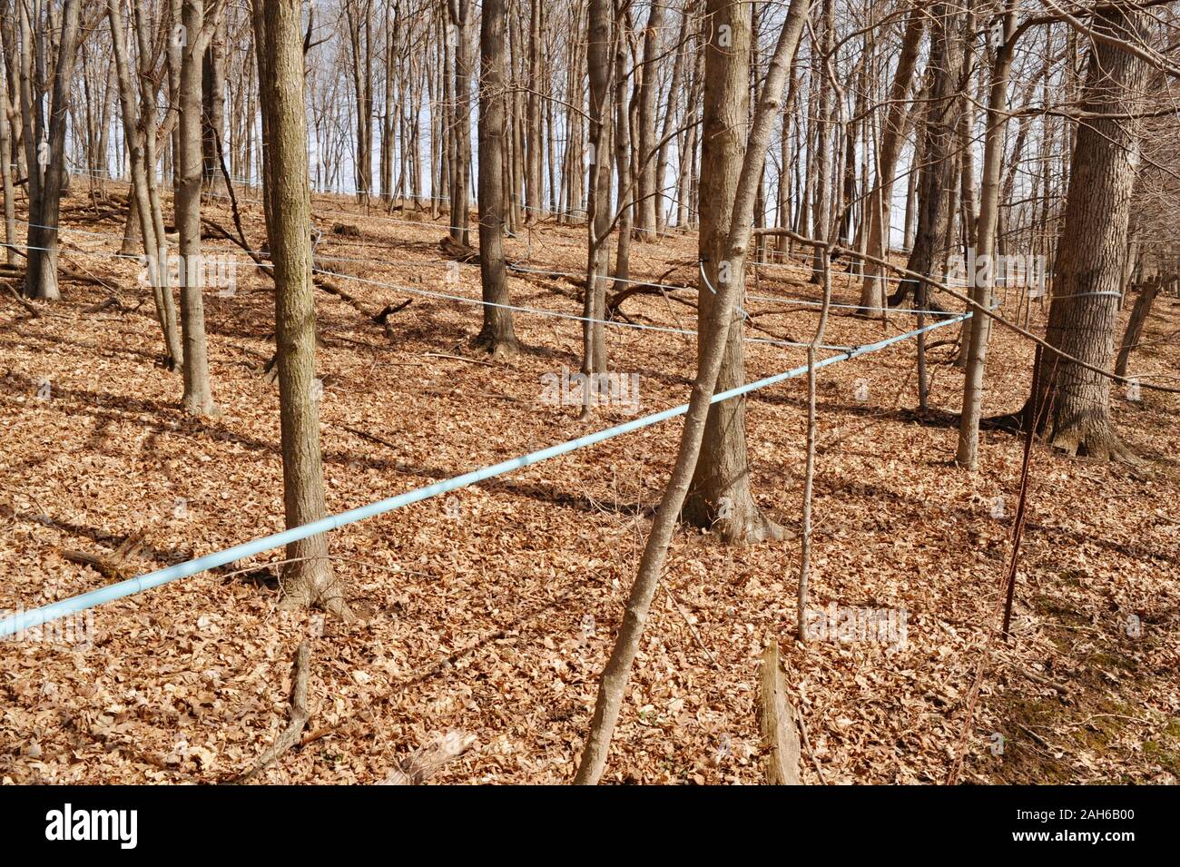 Making maple syrup by tapping maple trees, collecting sap in large tank, with gravity-fed hose ...