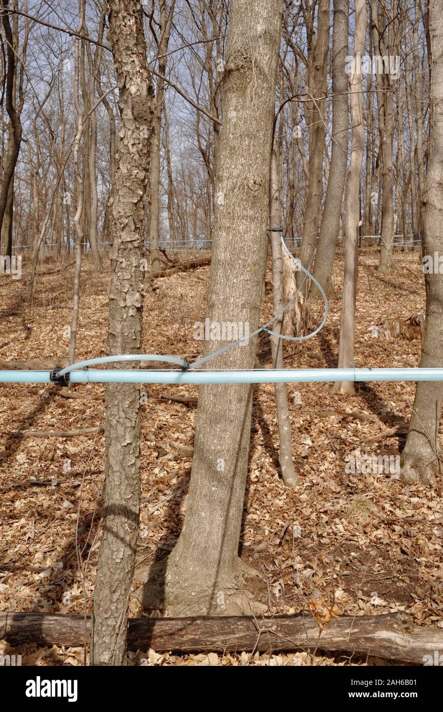 Making maple syrup by tapping maple trees, collecting sap in large tank, with gravity-fed hose ...