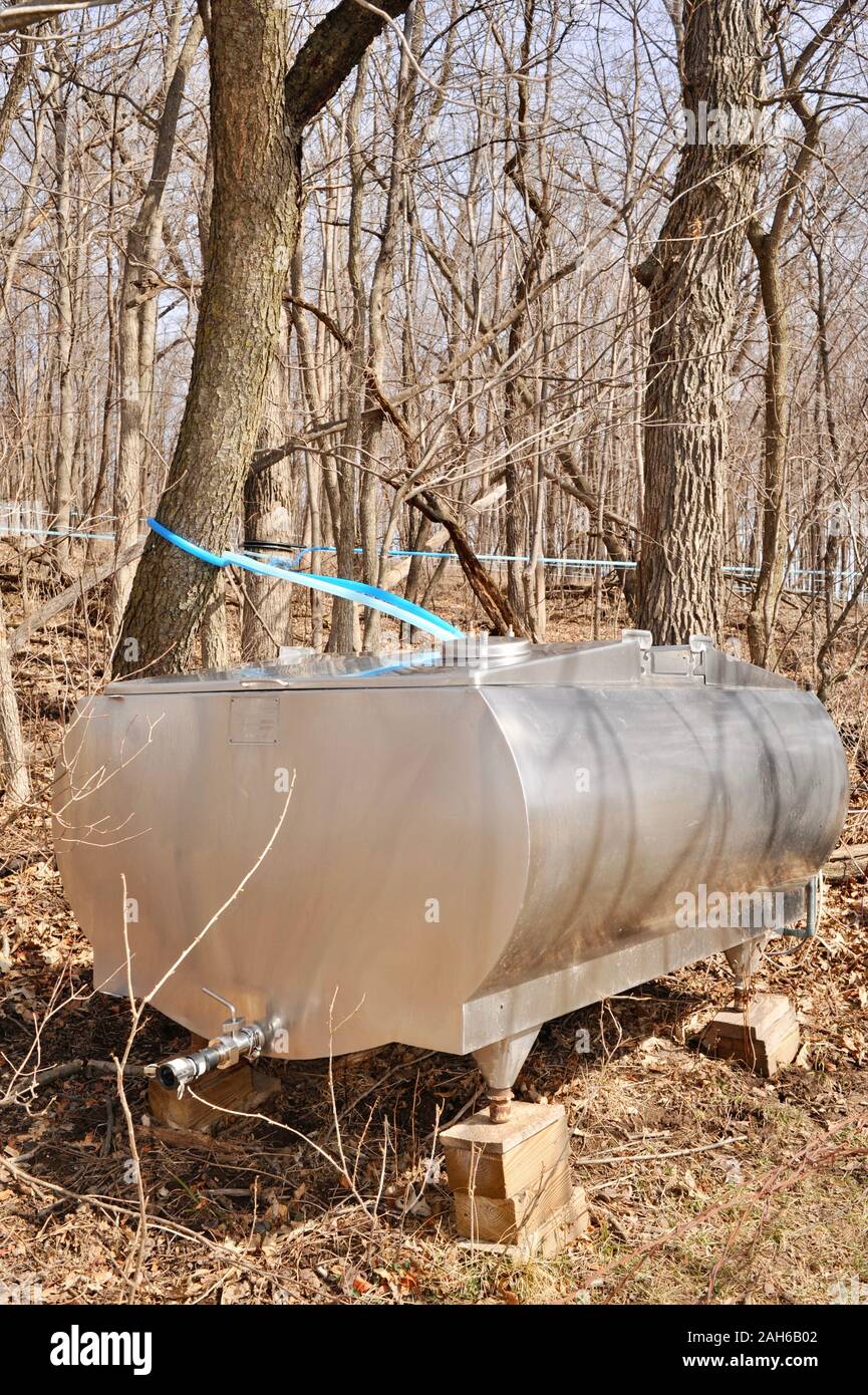 Making maple syrup by tapping maple trees, collecting sap in large tank, with gravity-fed hose ...
