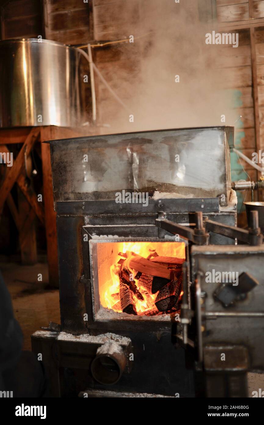 Making maple syrup by boiling sap in wood-heated evaporator, then ...