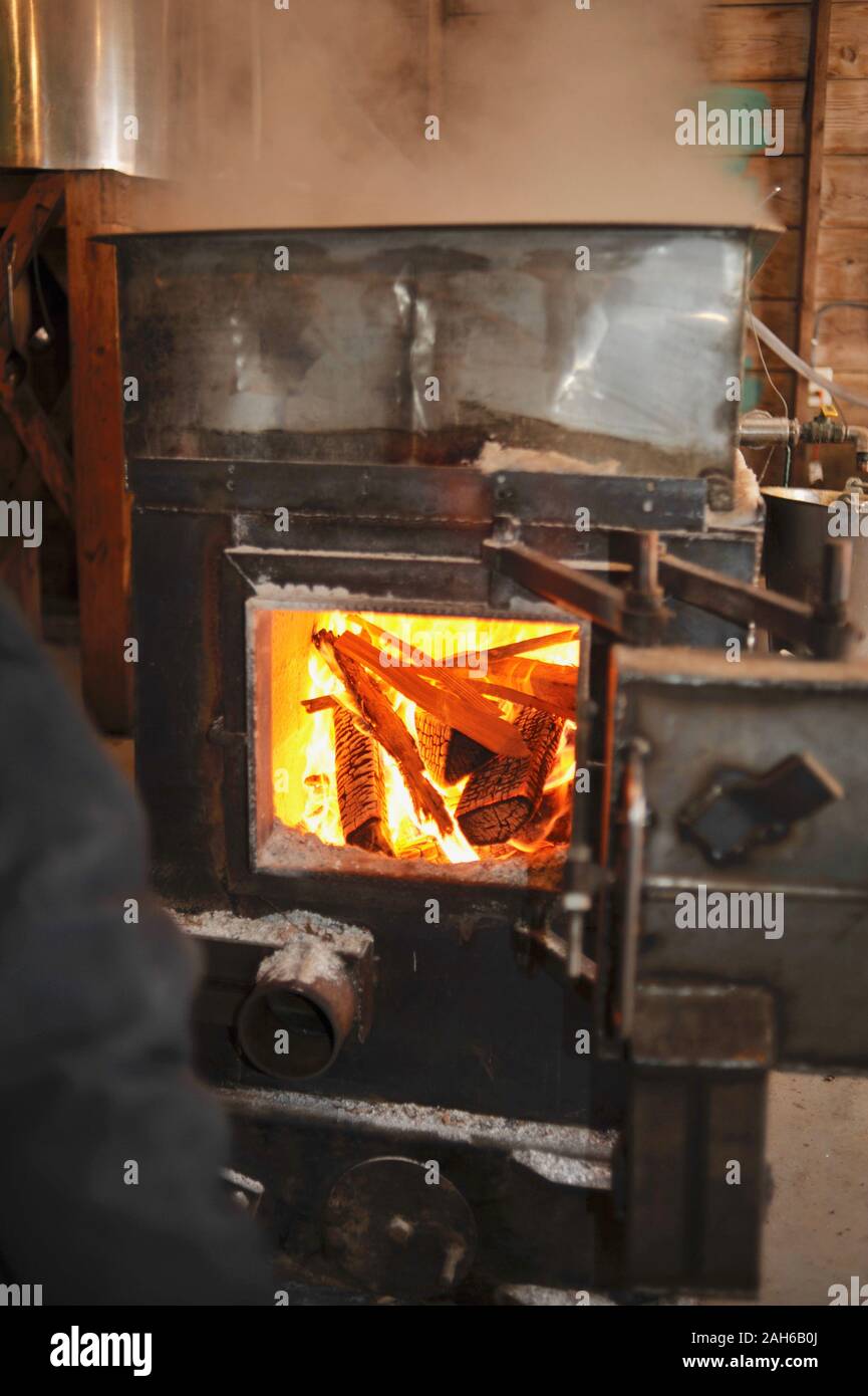 Making maple syrup by boiling sap in wood-heated evaporator, then ...