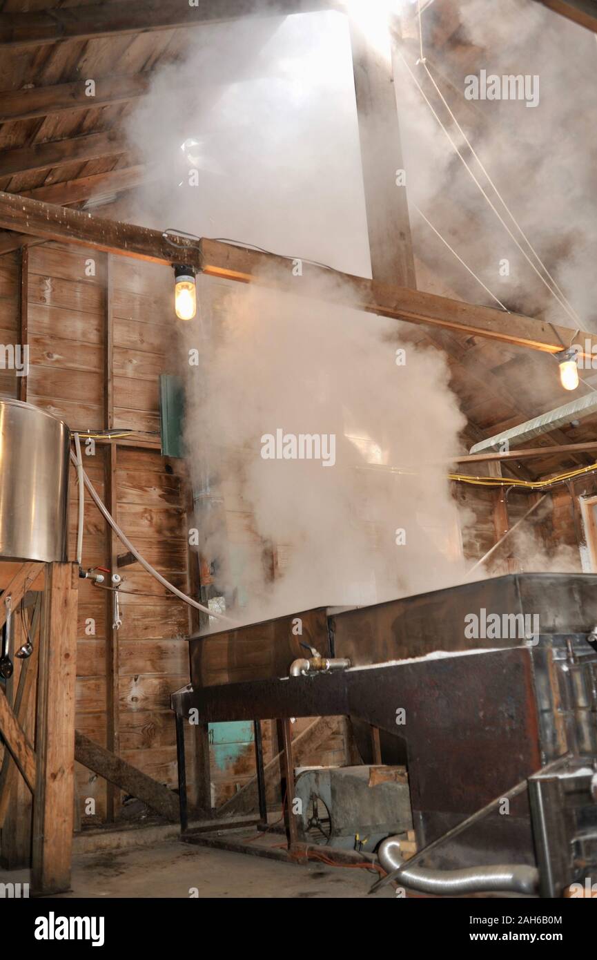 Making maple syrup by tapping maple trees, collecting sap, boiling sap ...